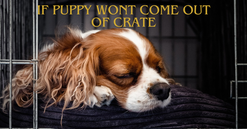 If Puppy wont Come out of Crate - Zen Dog Tips