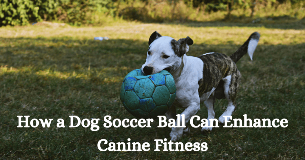 How a Dog Soccer Ball Can Enhance Canine Fitness - Zen Dog Tips