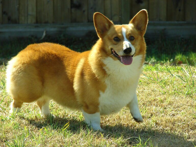 15 Most Intelligent Small Dog Breeds for Mental Agility - Zen Dog Tips
